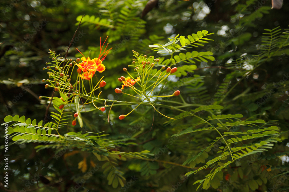 Peacock flower atau Caesalpinia pulcherrima, is a tropical evergreen ...