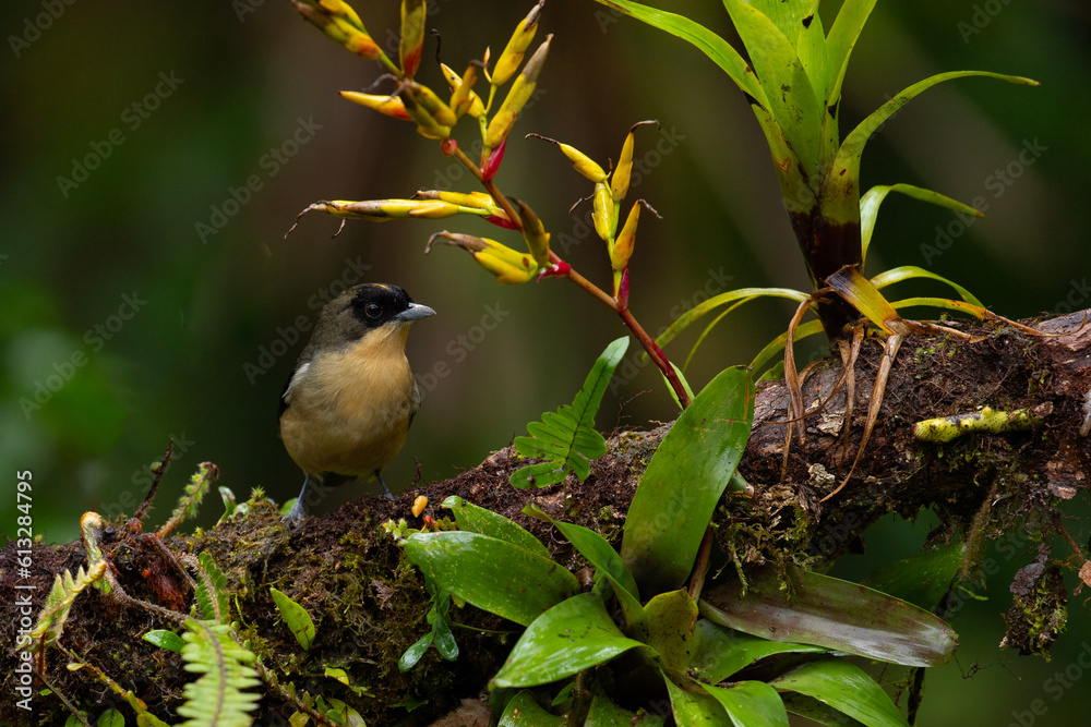 Latin America nature birds. A Black-goggled Tanager (Trichothraupis ...