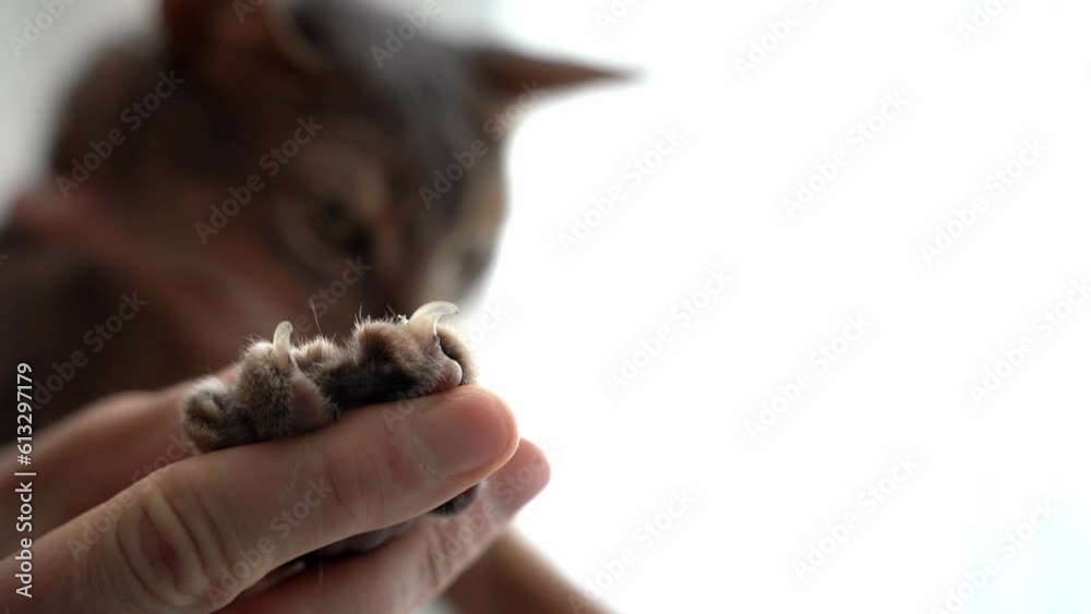 Pet owner looking at blue Abyssinian cat's paws with long and sharp cat ...