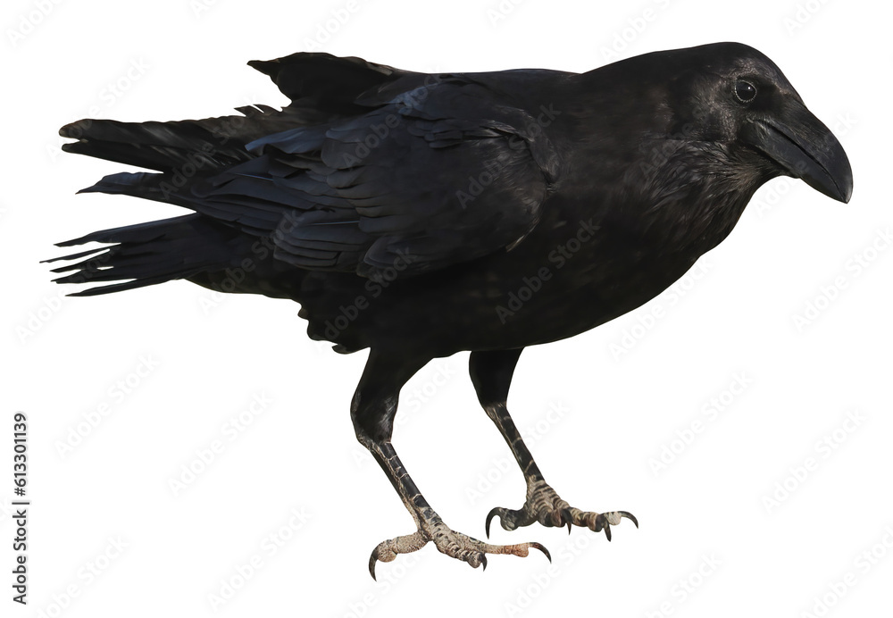 Raven (Corvus corax), PNG, isolated on transparent background Stock ...