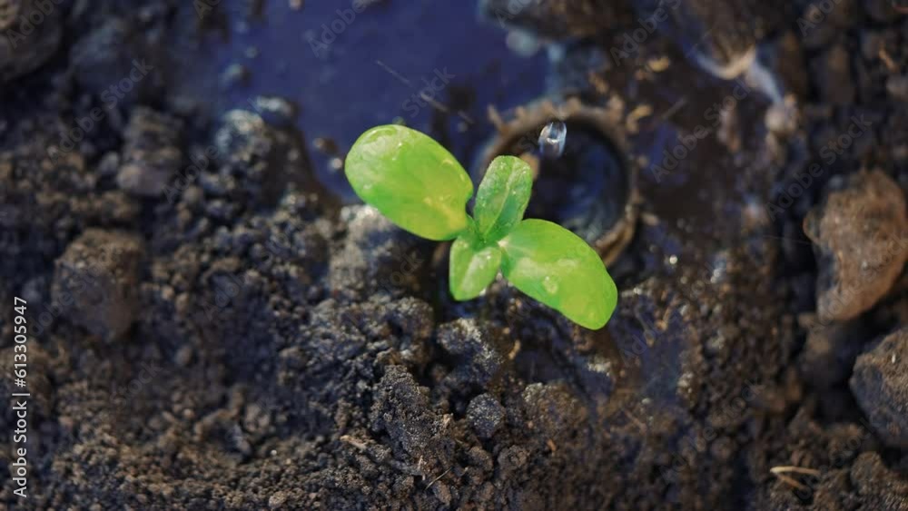 Video „Agriculture. hand water one green sprout in the soil field water ...