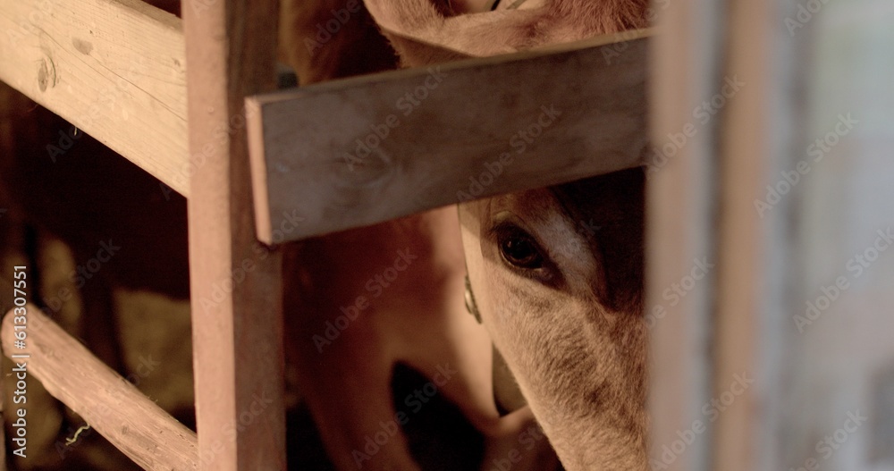 Foto de Stopping the animal's head in the paddock, preparing for the ...