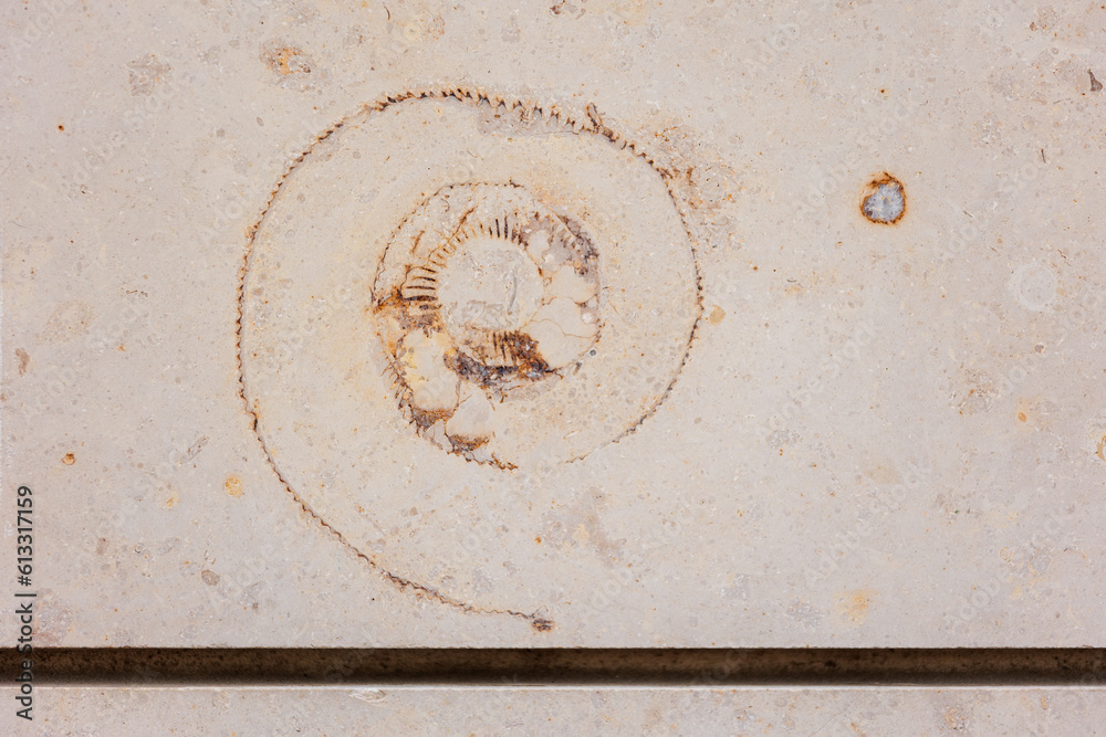 ammonite on wall of modern sand-colored building. cross-section of ...