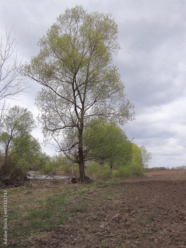 one tall tree with green branches at the edge of a field in gray ground ...