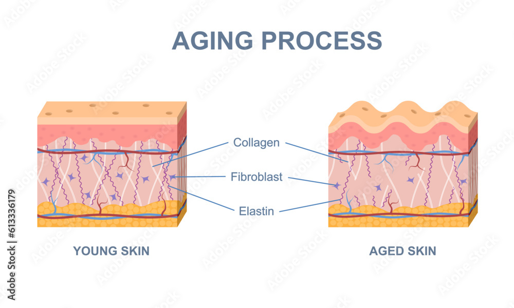 Skin aging process Stock Vector | Adobe Stock