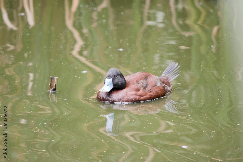 During the mating season the male's bill will turn a bright blue ...