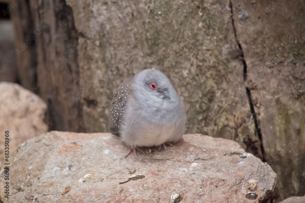 The Diamond Dove is the smallest Australian Dove, with a distinctive ...
