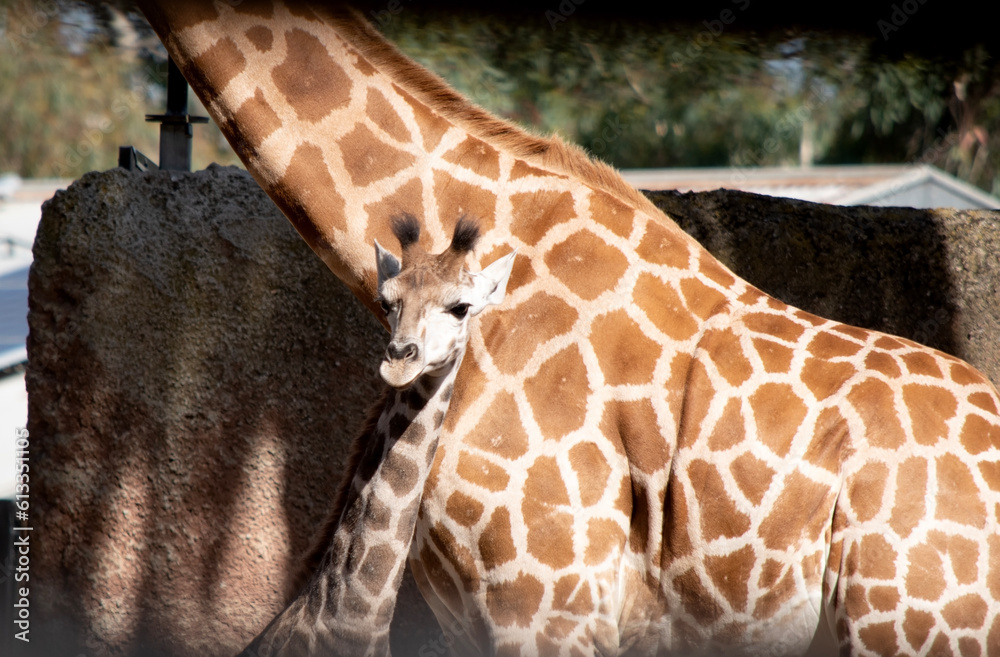 The giraffe is the tallest of all mammals. The legs and neck are ...