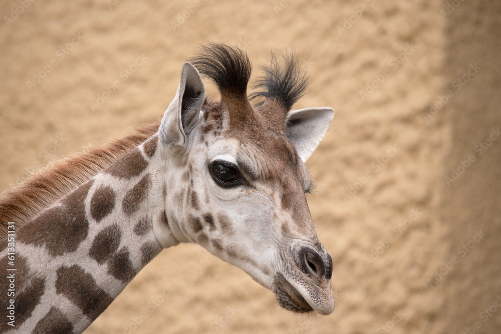 The giraffe is the tallest of all mammals. The legs and neck are ...
