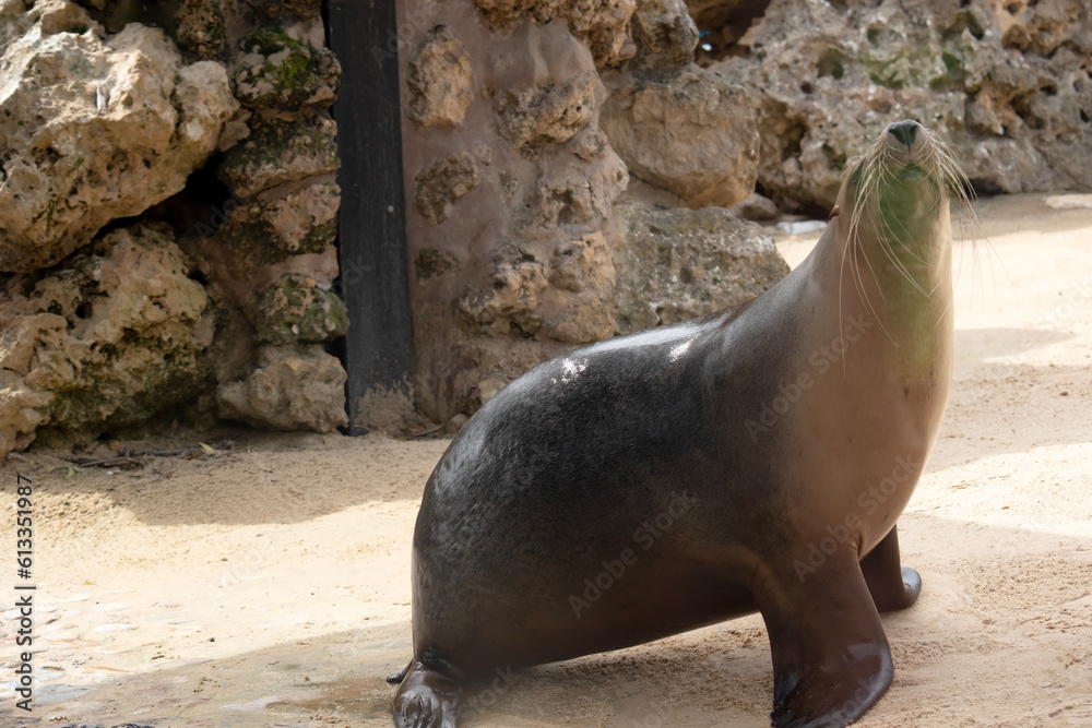 Sea lions are characterized by external ear flaps, long fore flippers ...