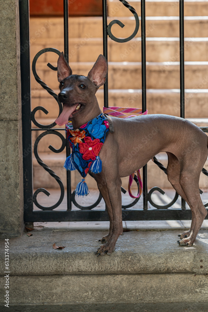 Noble Xoloitzcuintle: A Symbol of Mexican Heritage Hairless dog Mexican ...