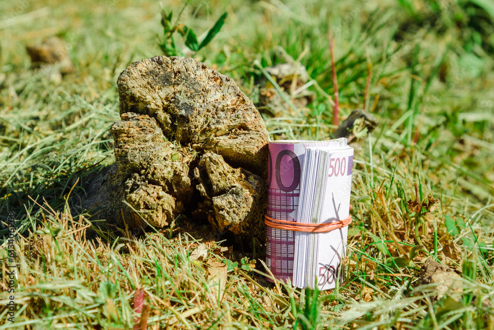 Paper money on cut tree trunk, deforestation concept.Stump of tree ...