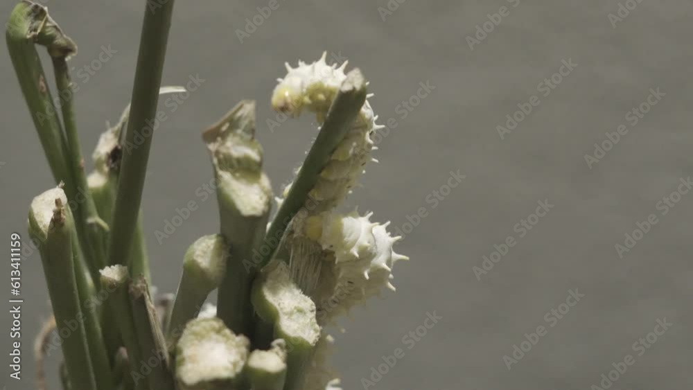 Silk worm pupa in the threshing silk,Natural white cocoon or silkworm ...