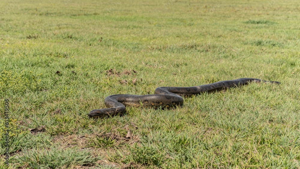 six-meter Anaconda large (Eunectes murinus) South America Venezuela ...