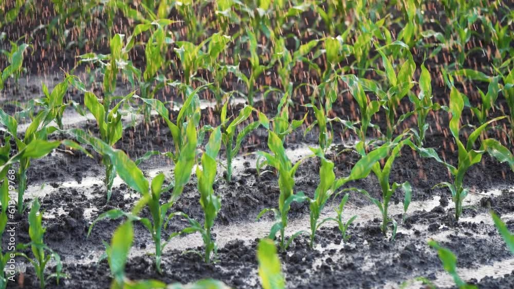 Agriculture. Corn field in water. Watering green plantation. Irrigation ...