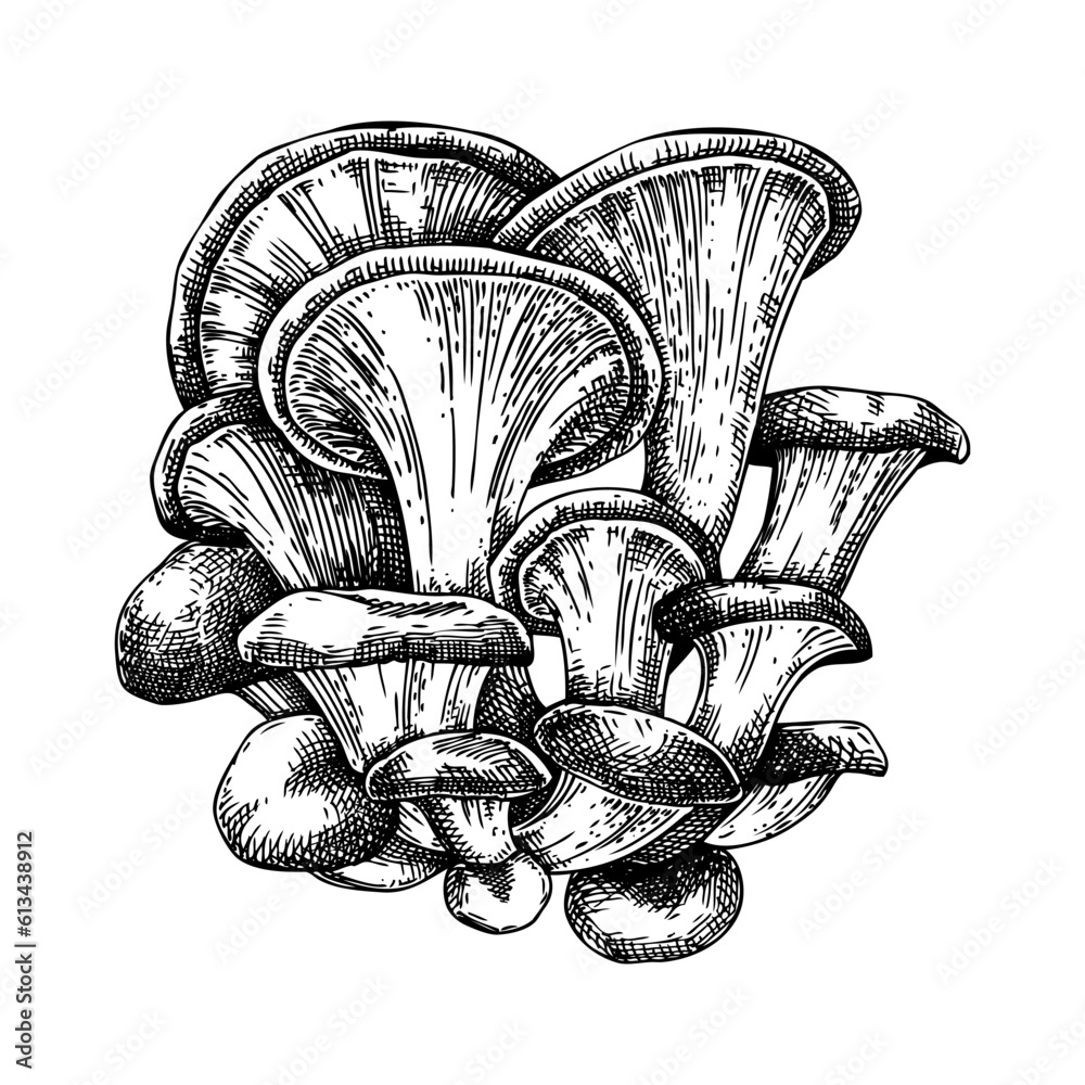 Oyster mushroom sketch. Hand drawn edible fungus illustration. Fungal ...