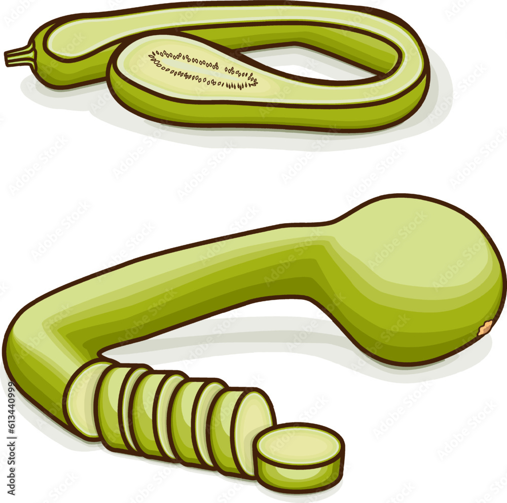 Whole and chopped Tromboncino Squash or trombetta squash. Zucchino or ...