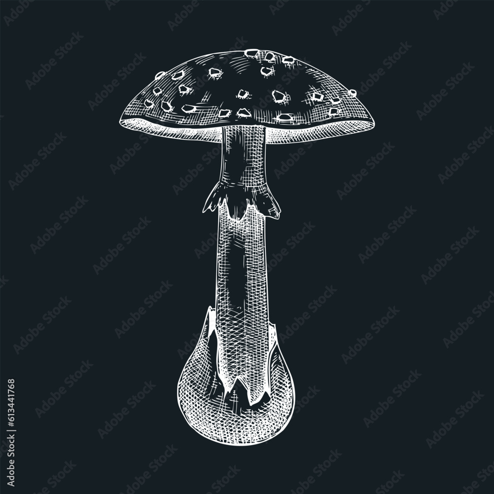 Dead cap mushroom sketch. Hand-drawn deadly poisonous fungus ...