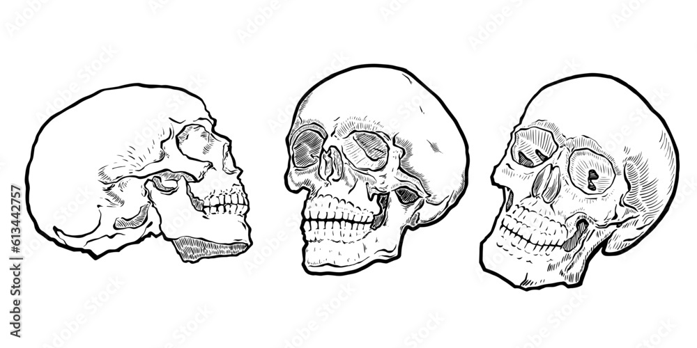 Anatomically correct human skulls head black on white set collectiom ...
