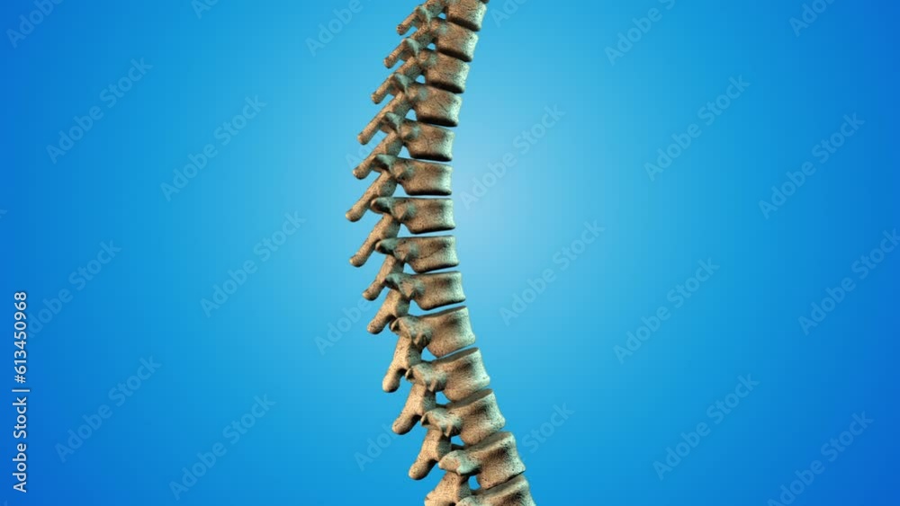 Backbone, Spine human Spinal Lateral view Vertebras Dorsal vertebrae ...