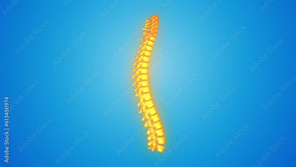 Backbone, Spine human Spinal Lateral view Vertebras Dorsal vertebrae ...