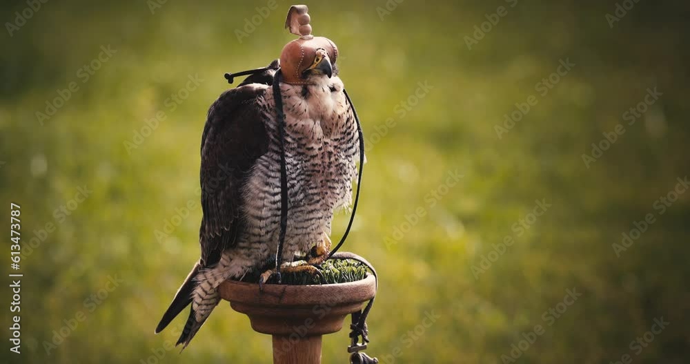 Trained peregrine falcon bird of pray wearing a leather hood for ...