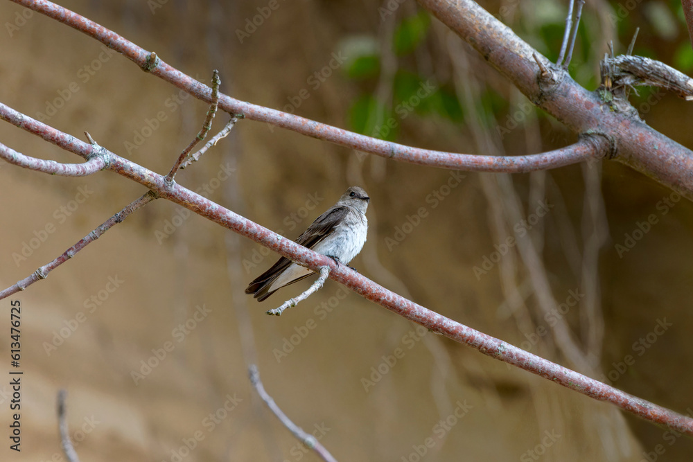 The sand martin (Riparia riparia)in flight. Bird also known as the bank ...