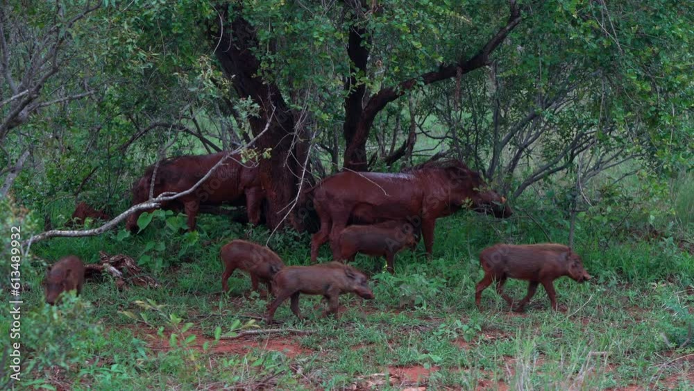 African warthog family Pack walking in bush Kruger National Park funny ...