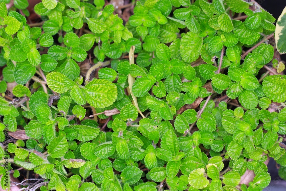 Creeping Charlie (Pilea nummulariifolia) or Creeping Pilea, Swedish Ivy ...