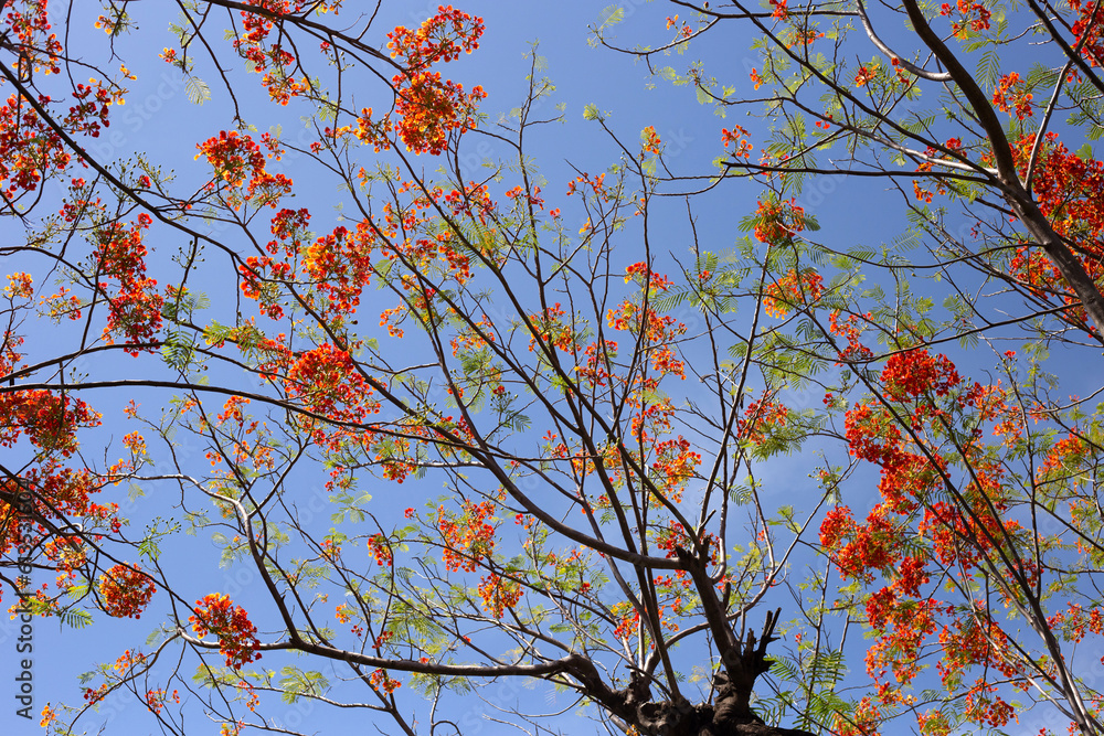 Barbados pride flower or dwarf poinciana, flower fence, paradise flower ...