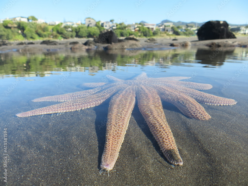 Beautiful, large starfish in shallow waters at Oakura Beach in Taranaki ...