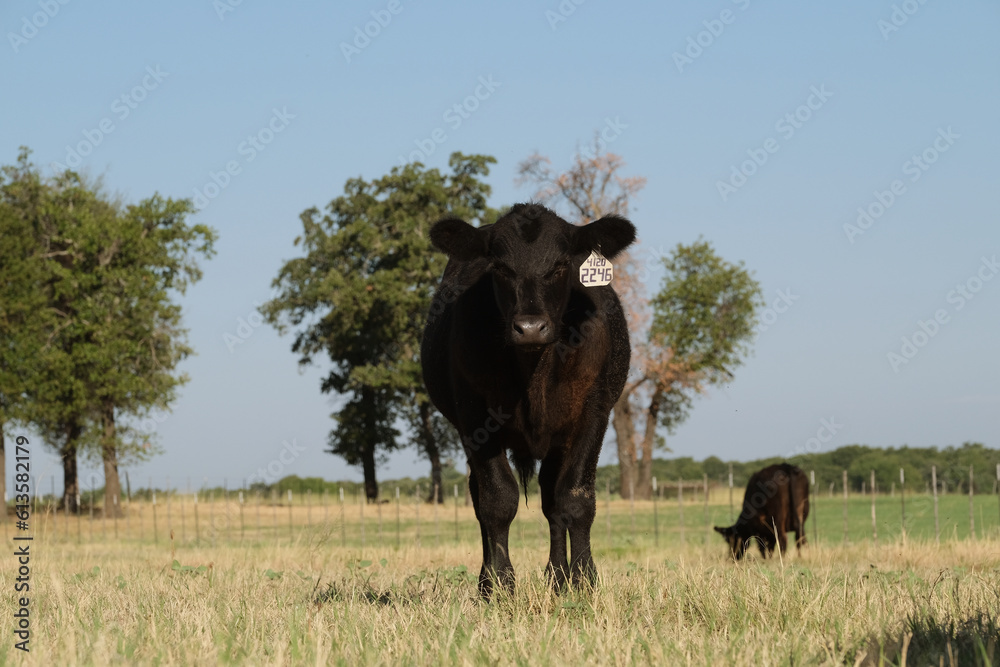 Beef industry in agriculture concept with black angus cows in rural ...