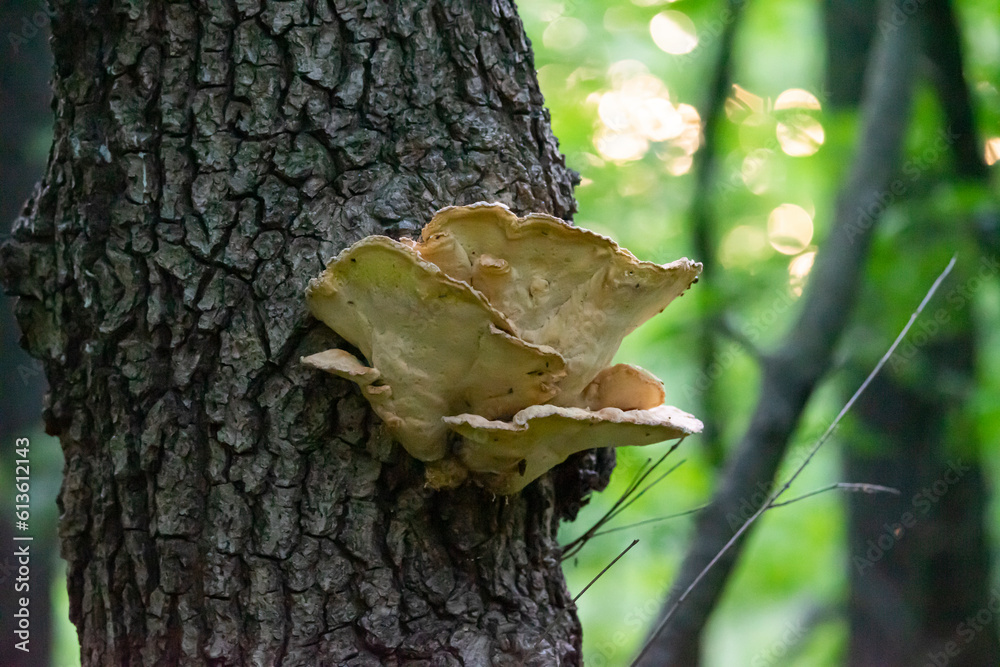 Huba drzewna - las Stock Photo | Adobe Stock