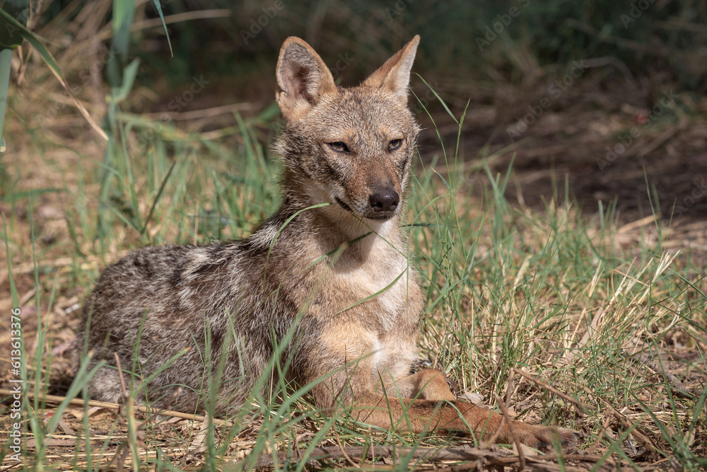 The golden jackal (Canis aureus), also known as the common jackal or ...