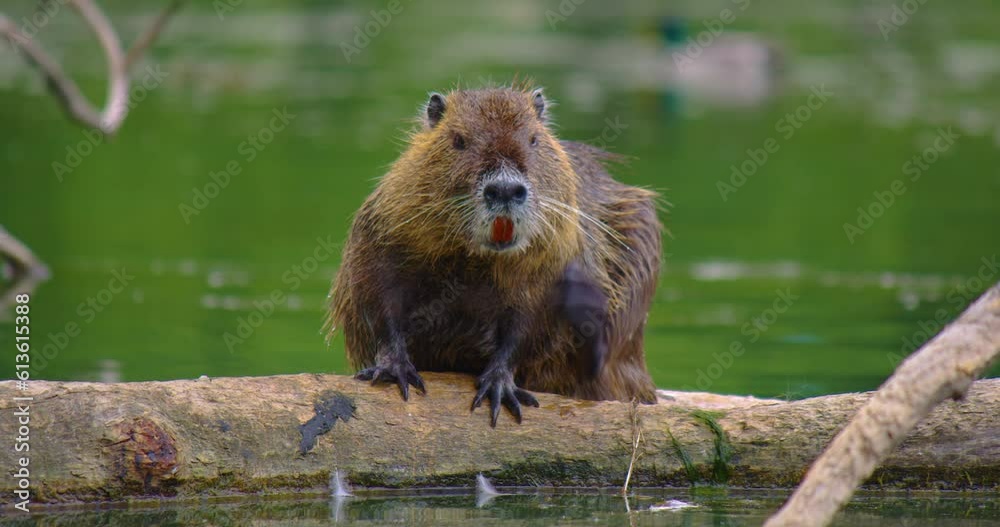 Wet water rat or muskrat crawls on land in search of food. Nutria ...