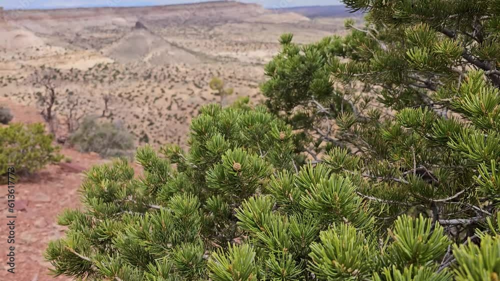 Close up view of pinion pine boughs with a pan and focus shift to an ...