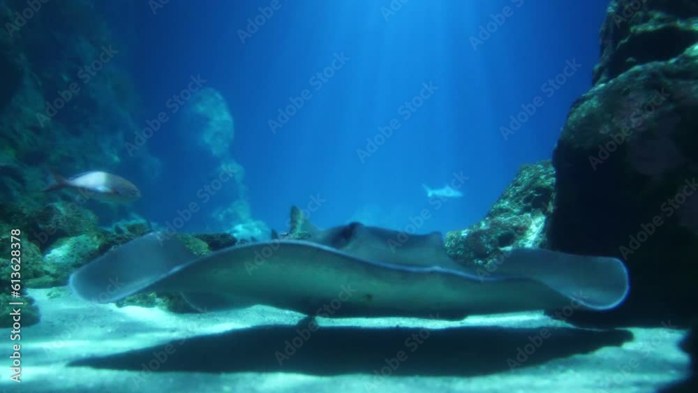 Large scale oceanarium of marine life with many species of underwater ...