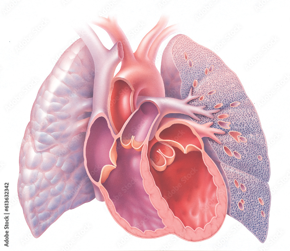 normal cross section depicting human heart and lungs highlighting areas ...