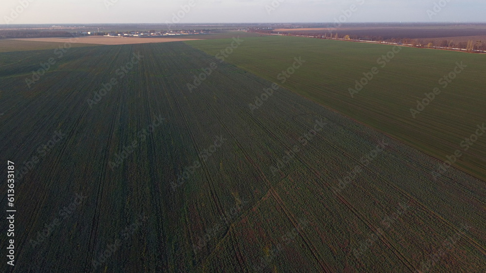Agricultural fields of sugar beet and winter crops. Flying over large ...