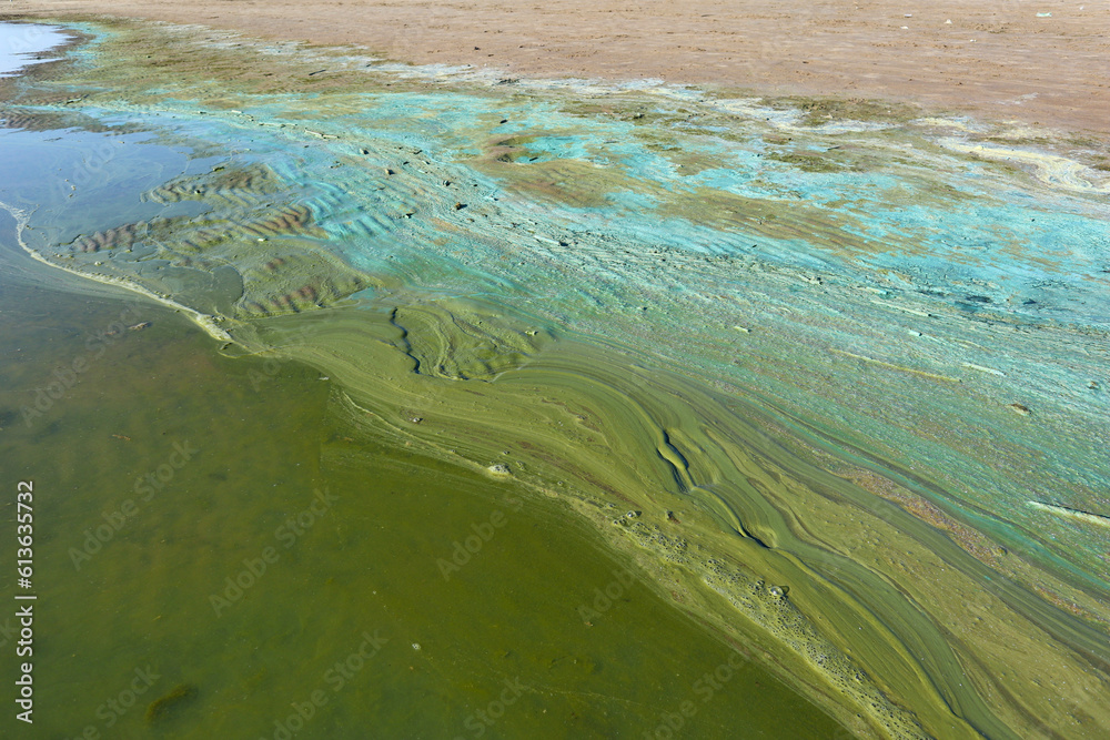 Bright blue-green algae (cyanobacteria) on water and beach sand. Close ...