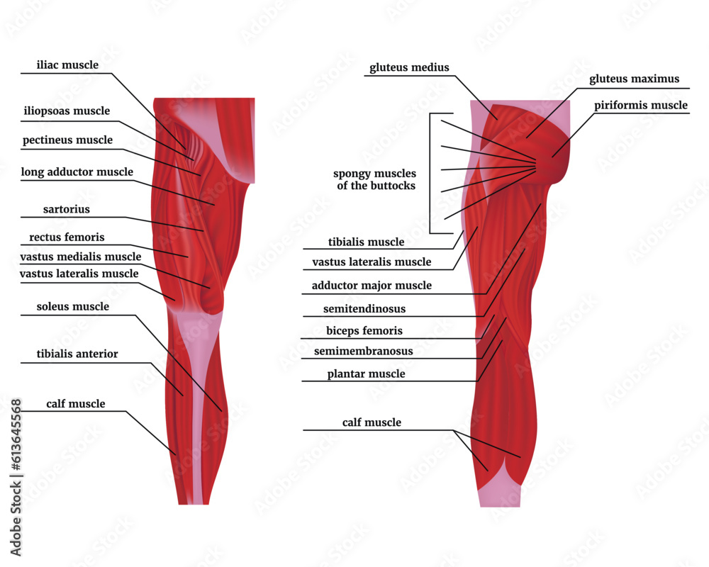 Anatomy of the muscles of the human legs with a description. Poster for ...