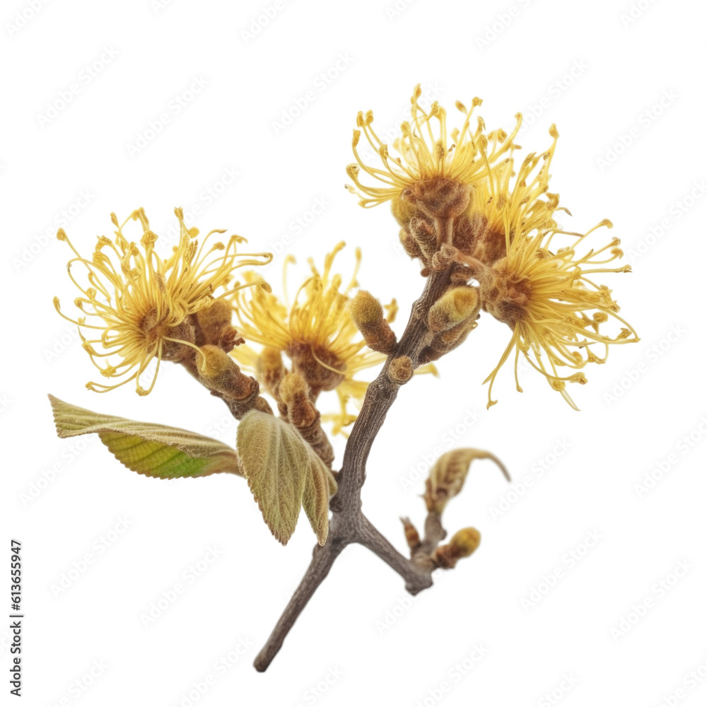 Witch hazel isolated on transparent background. Generative AI Stock ...