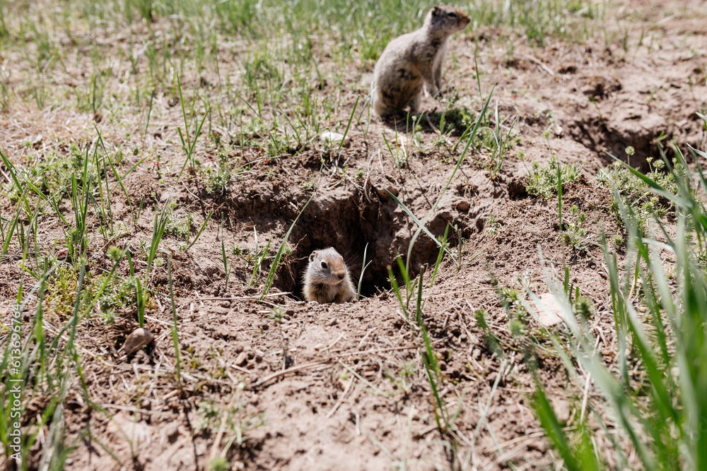 Gophers in wildlife among the grass near the holes. Gopher cubs near a ...