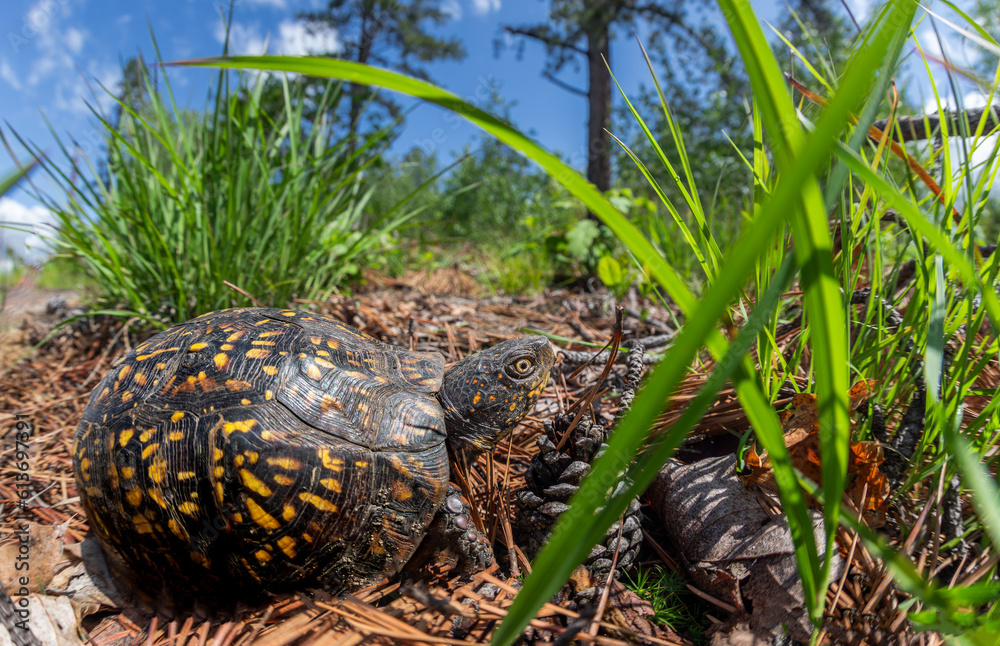 Foto de Female eastern box turtle basking in morning sun, following the ...