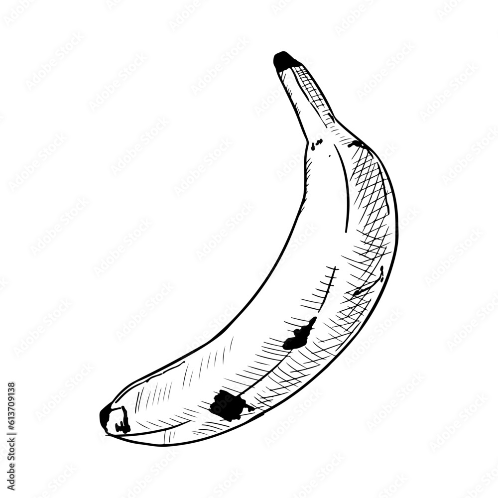 Banana sketch. Vector illustration. Isolated objects on a white ... Banana sketch. Vector illustration. Isolated objects on a white ...