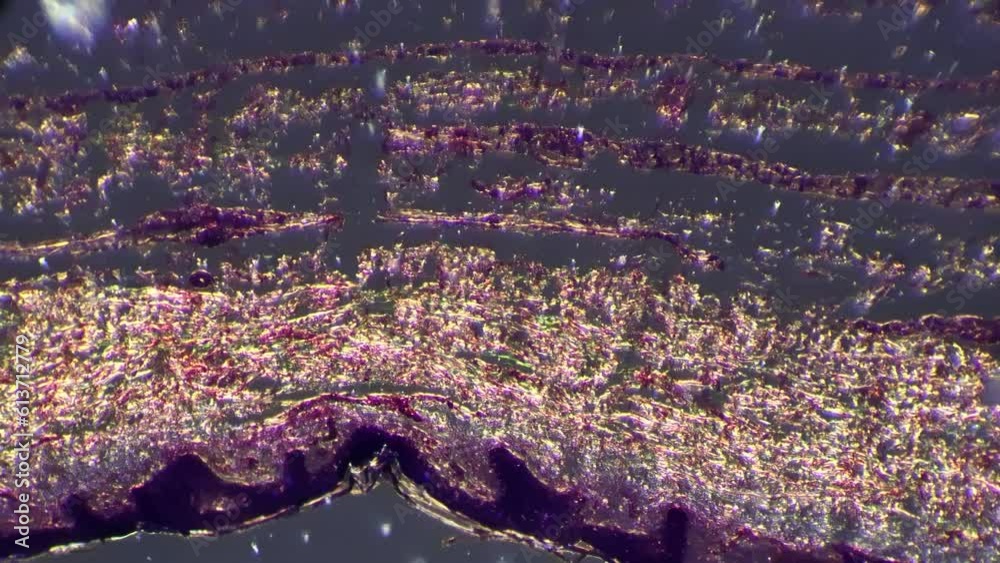 Macro footage of human simple squamous epithelium under microscope 100x ...