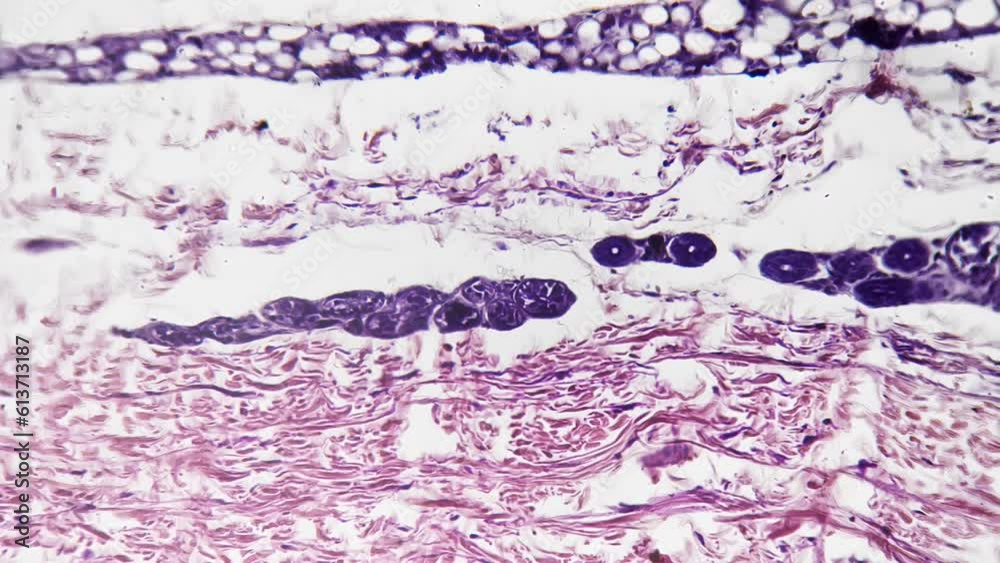 Section of human simple squamous epithelium filmed under microscope ...
