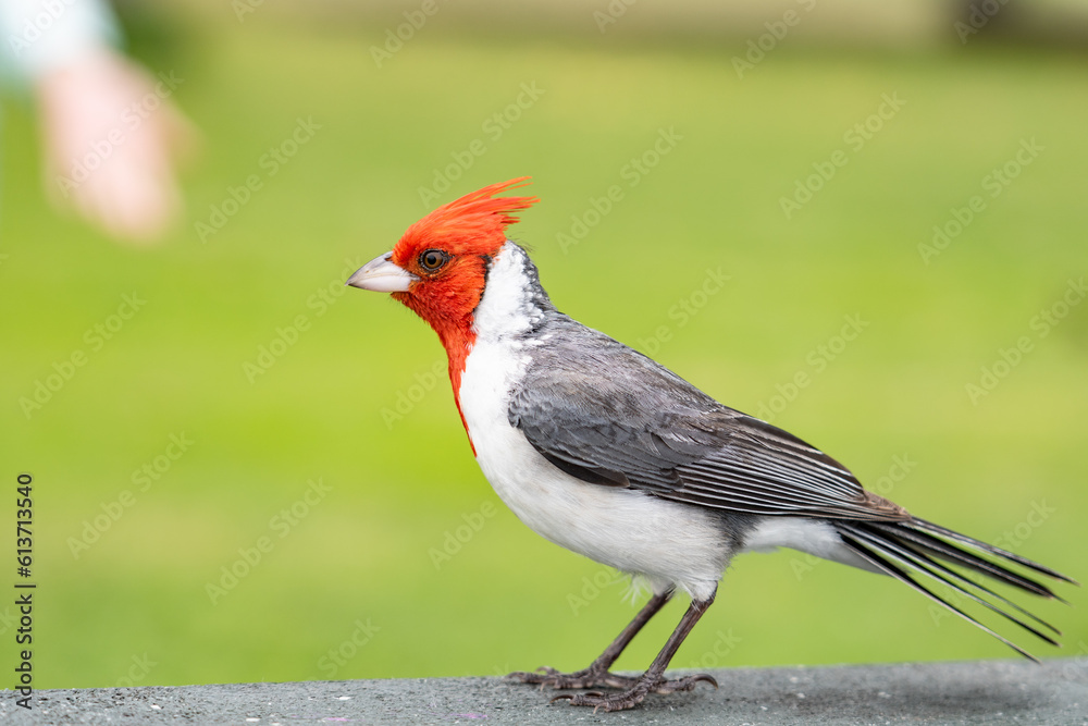 The red-crested cardinal (Paroaria coronata) is a songbird, the species ...