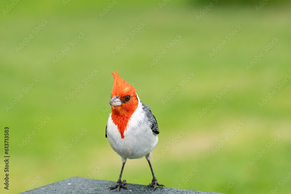 Zdjęcie Stock: The red-crested cardinal (Paroaria coronata) is a ...