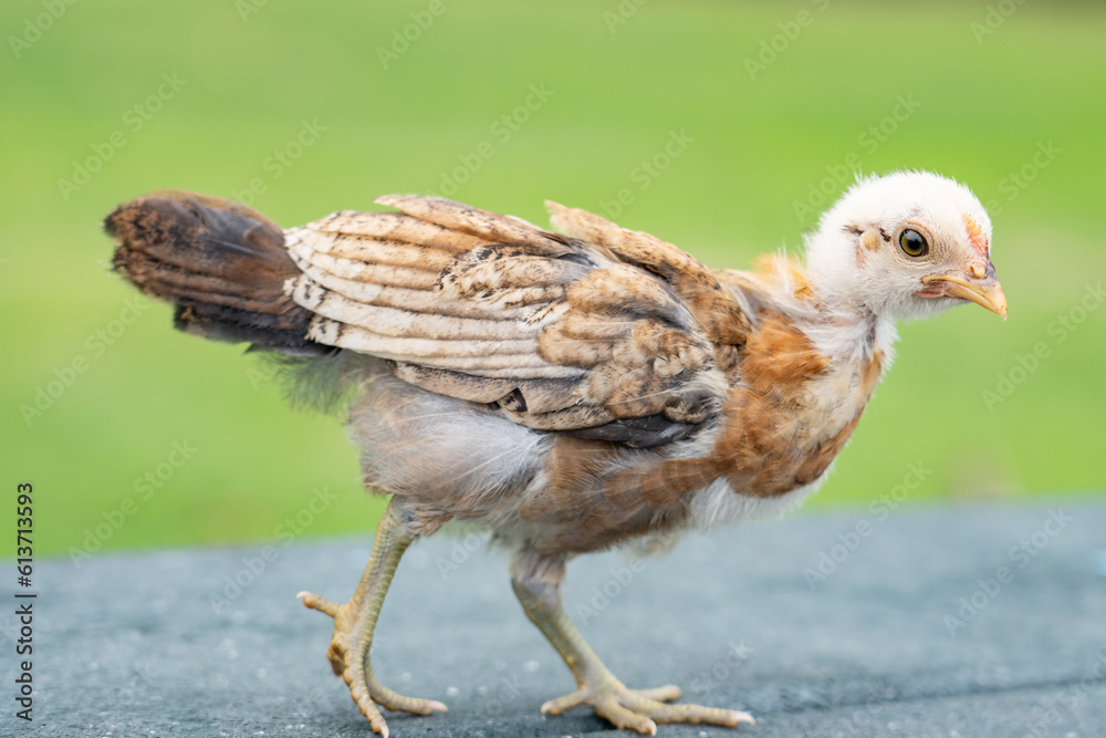 chicks at Kualoa Regional Park, Oahu, Hawaii. The chicken (Gallus ...